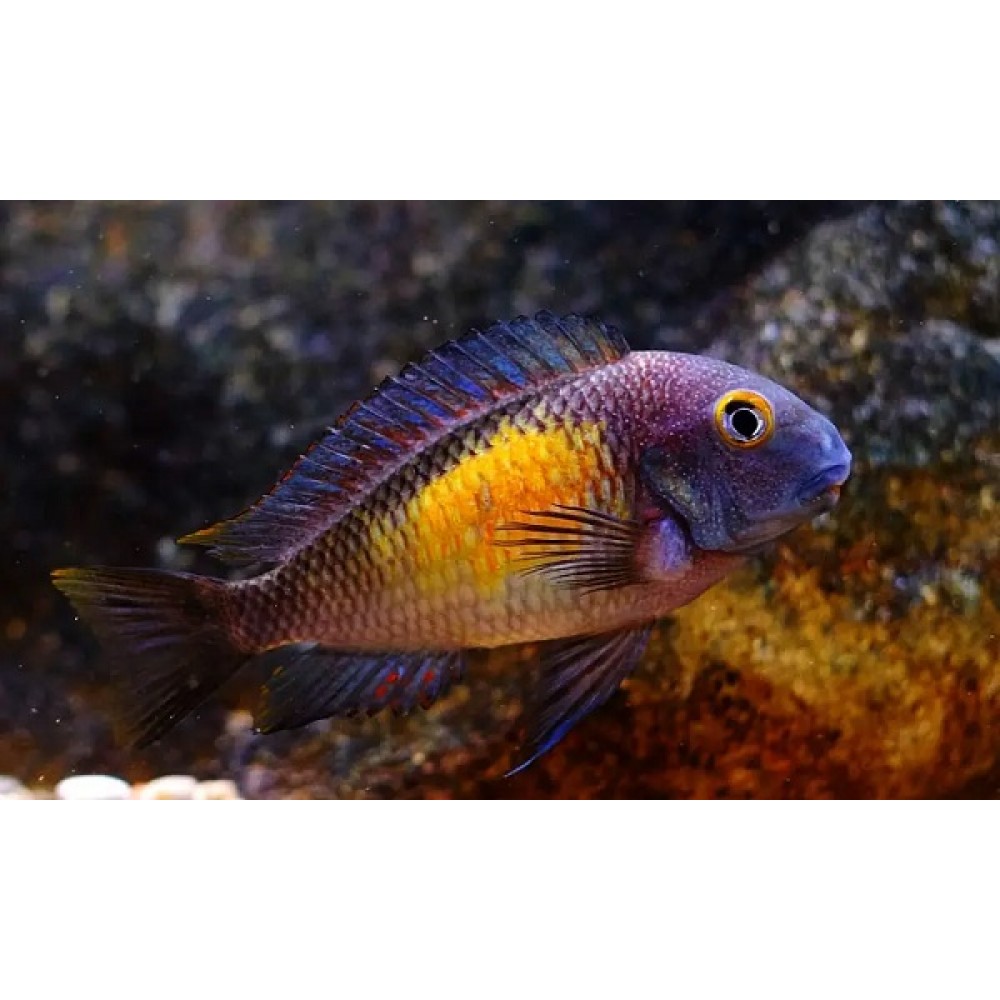 TROPHEUS MOORII KASAKALAWE (BLUNTHEAD CICHLID) 1.5inch